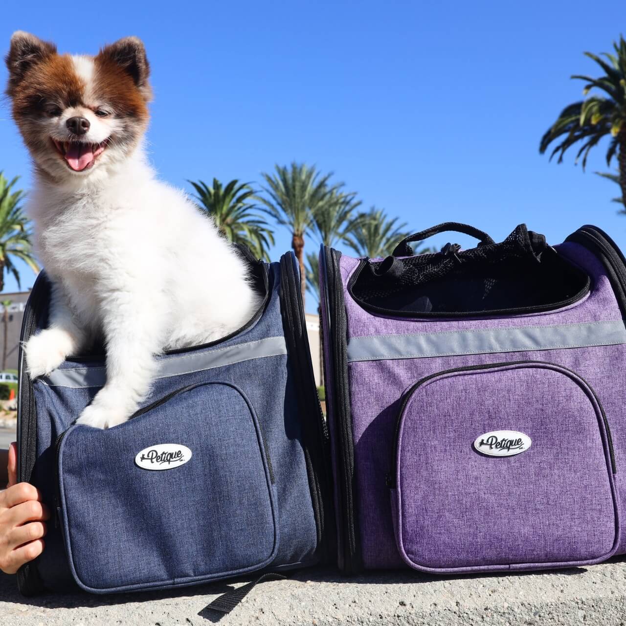 Petique Backpacker Pet Carrier Dog Backpack Airline Approved – Pousse Pitou