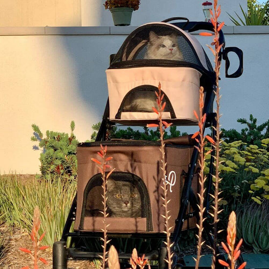 Petique Deluxe Double Decker Dog Stroller Free Shipping to USA – Pousse ...